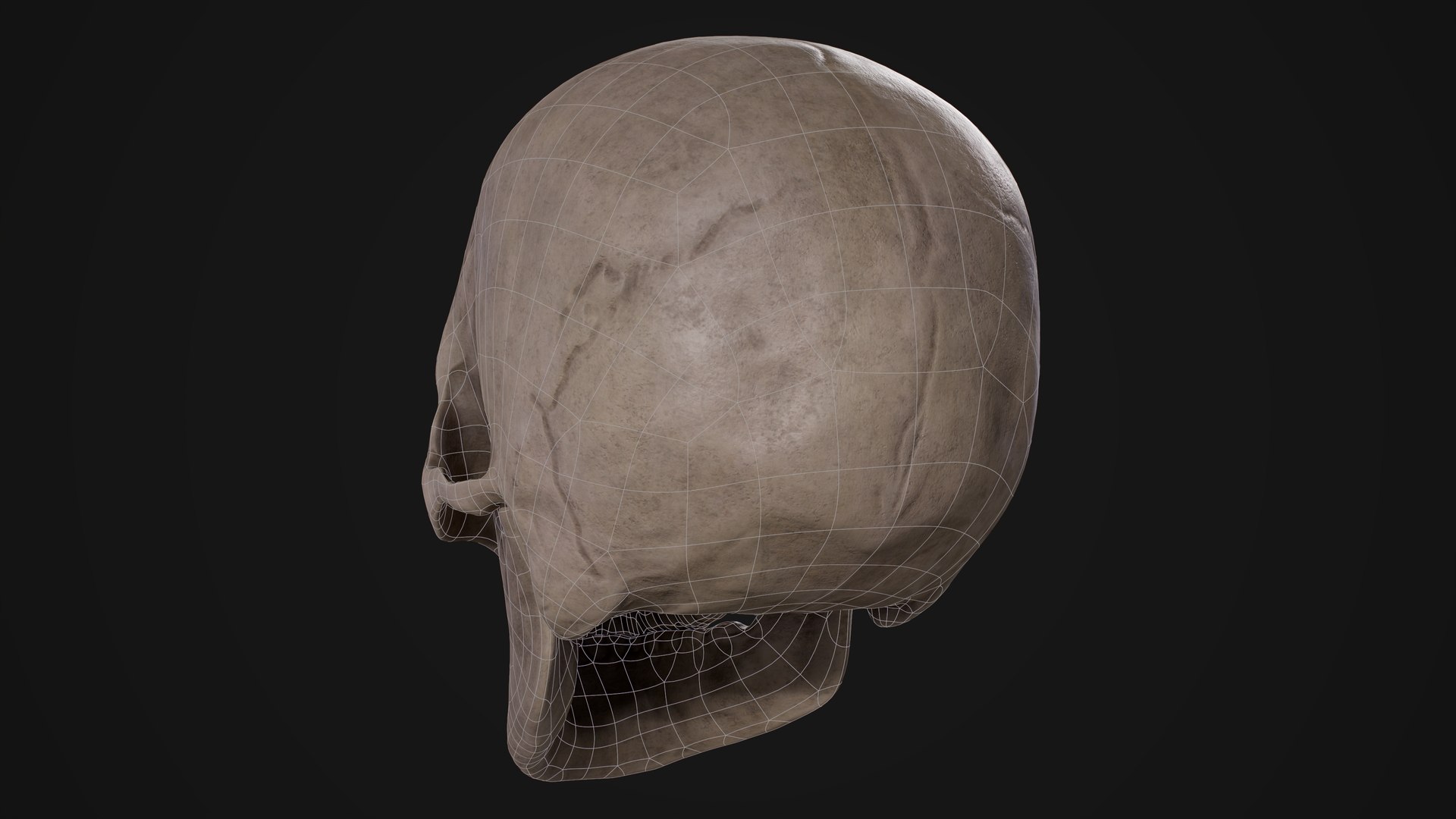 Human Male Skull Model - TurboSquid 1977235