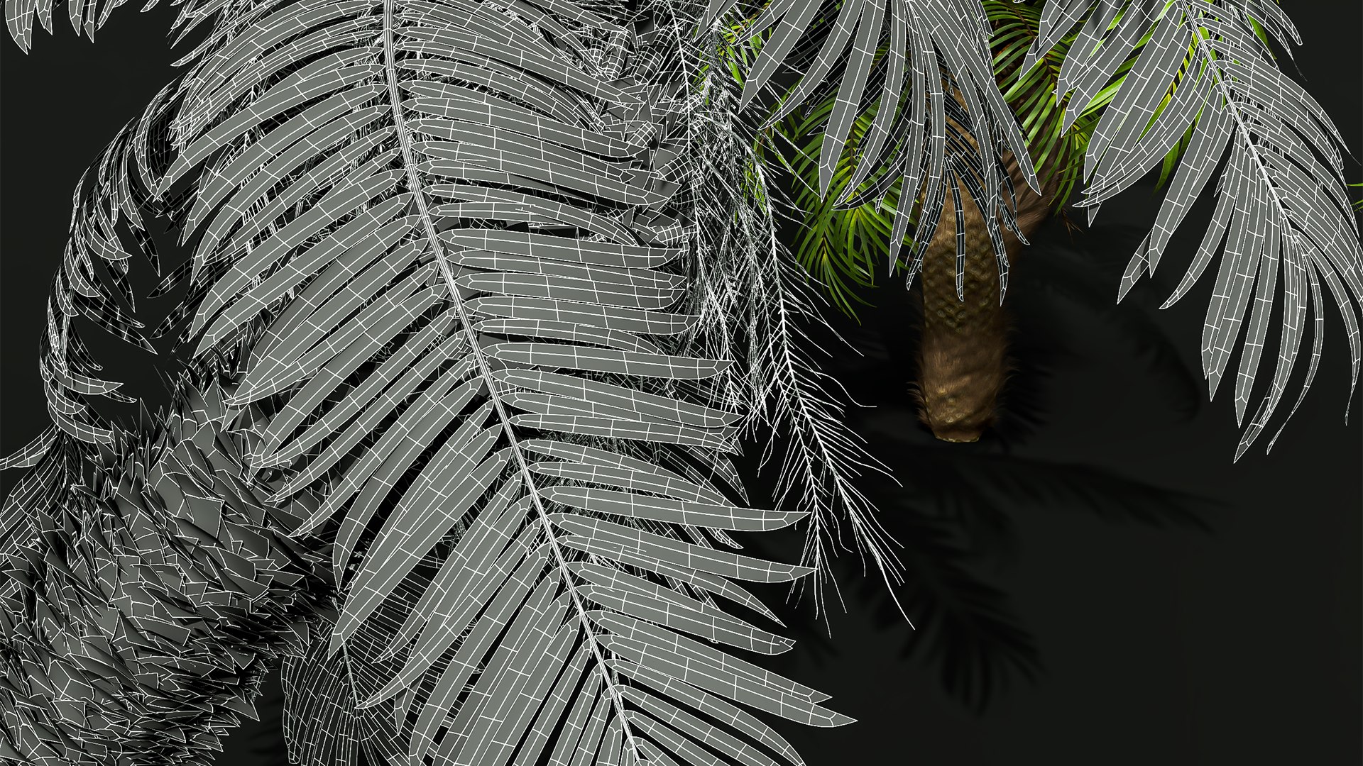 New Plant High Detail Brainea Insignis Fern 3D - TurboSquid 2235663