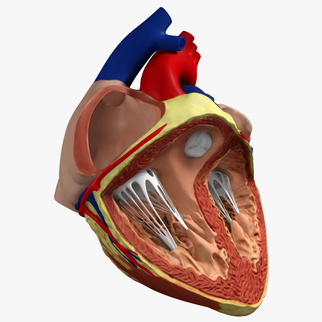Anatomy Human Heart 3d C4d