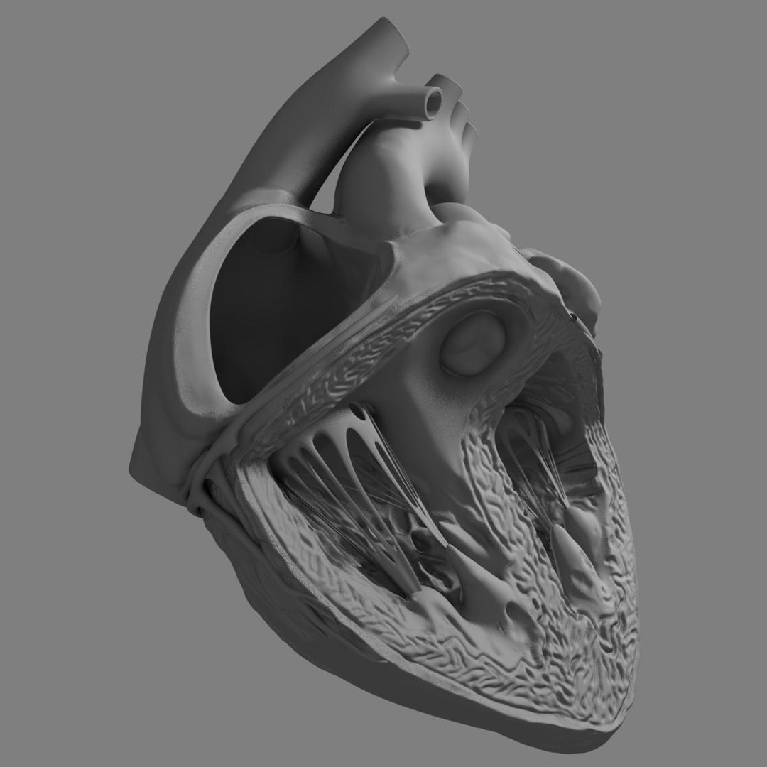 Anatomy Human Heart 3d C4d