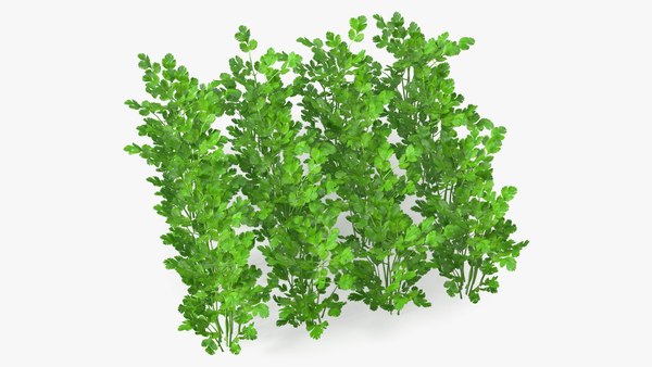 Cilantro Garden Bed 3D - TurboSquid 1886125