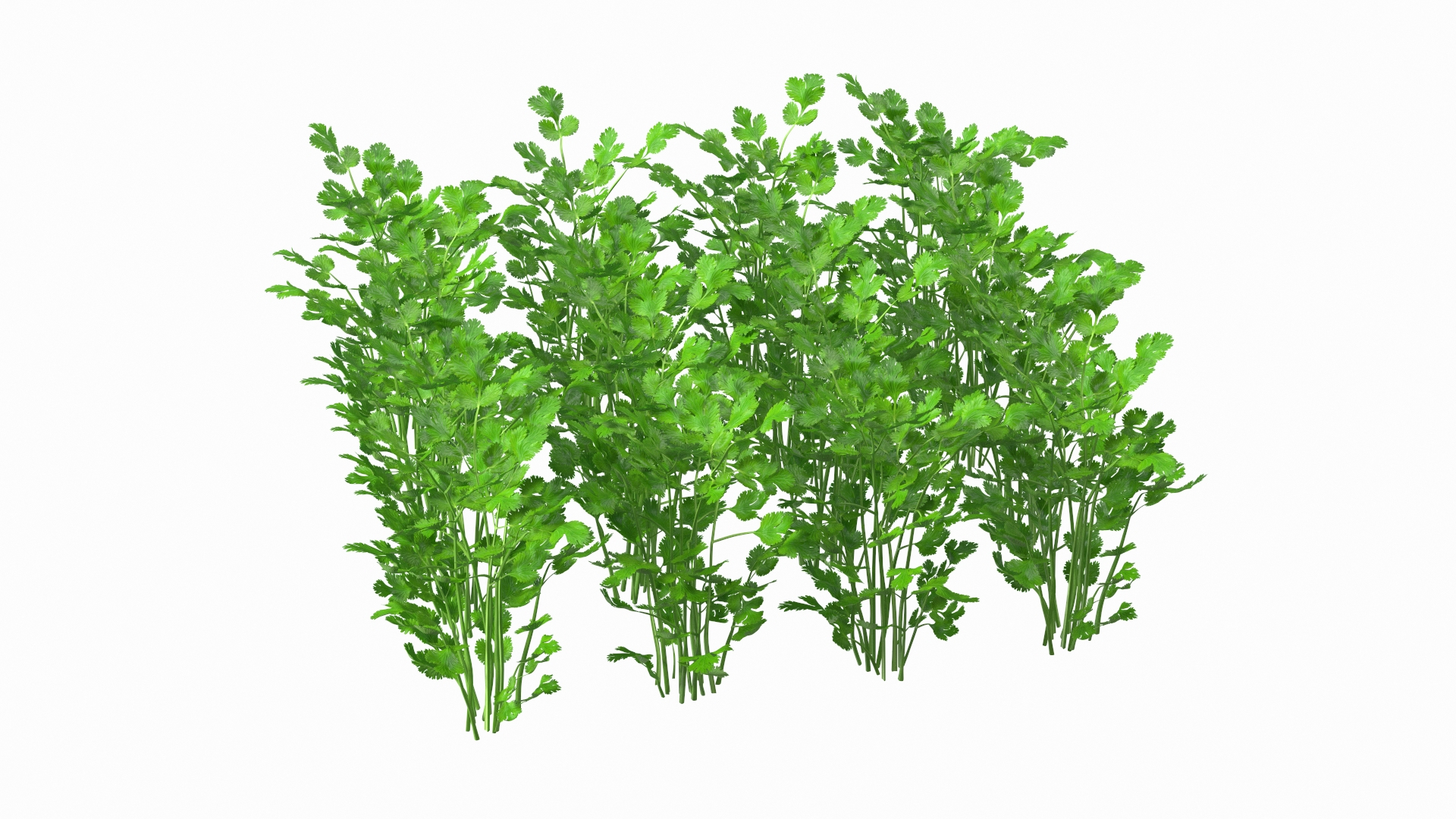 Cilantro Garden Bed 3D - TurboSquid 1886125
