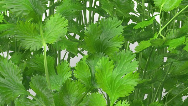 Cilantro Garden Bed 3D - TurboSquid 1886125