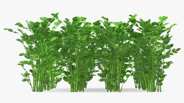 Cilantro Garden Bed 3D - TurboSquid 1886125