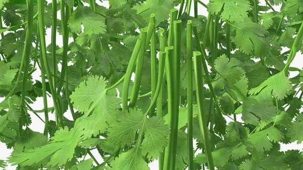 Cilantro Garden Bed 3D - TurboSquid 1886125