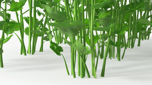 Cilantro Garden Bed 3D - TurboSquid 1886125