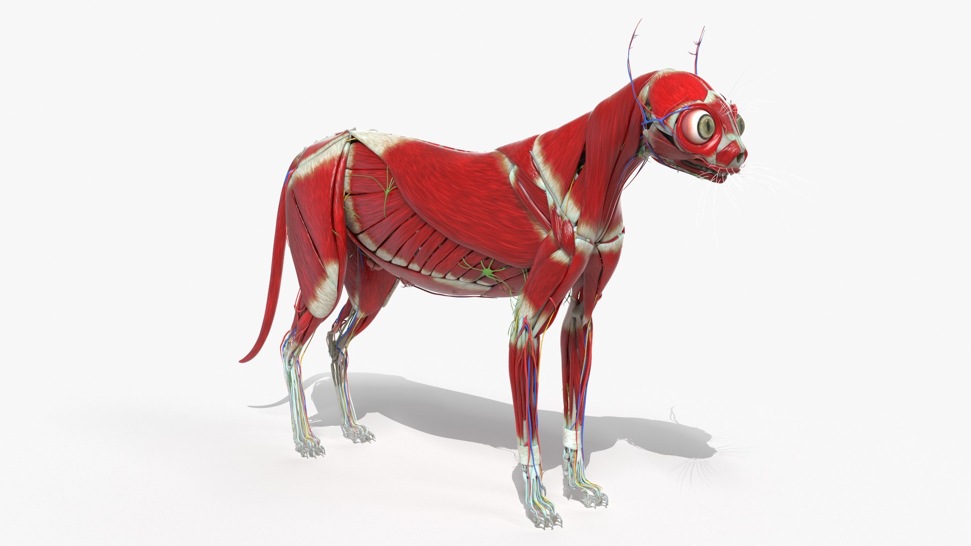 Full Cat Female Anatomy Static 3D - TurboSquid 1931813