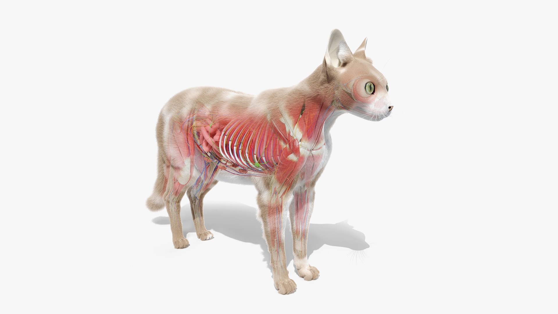 Female Kitten Anatomy