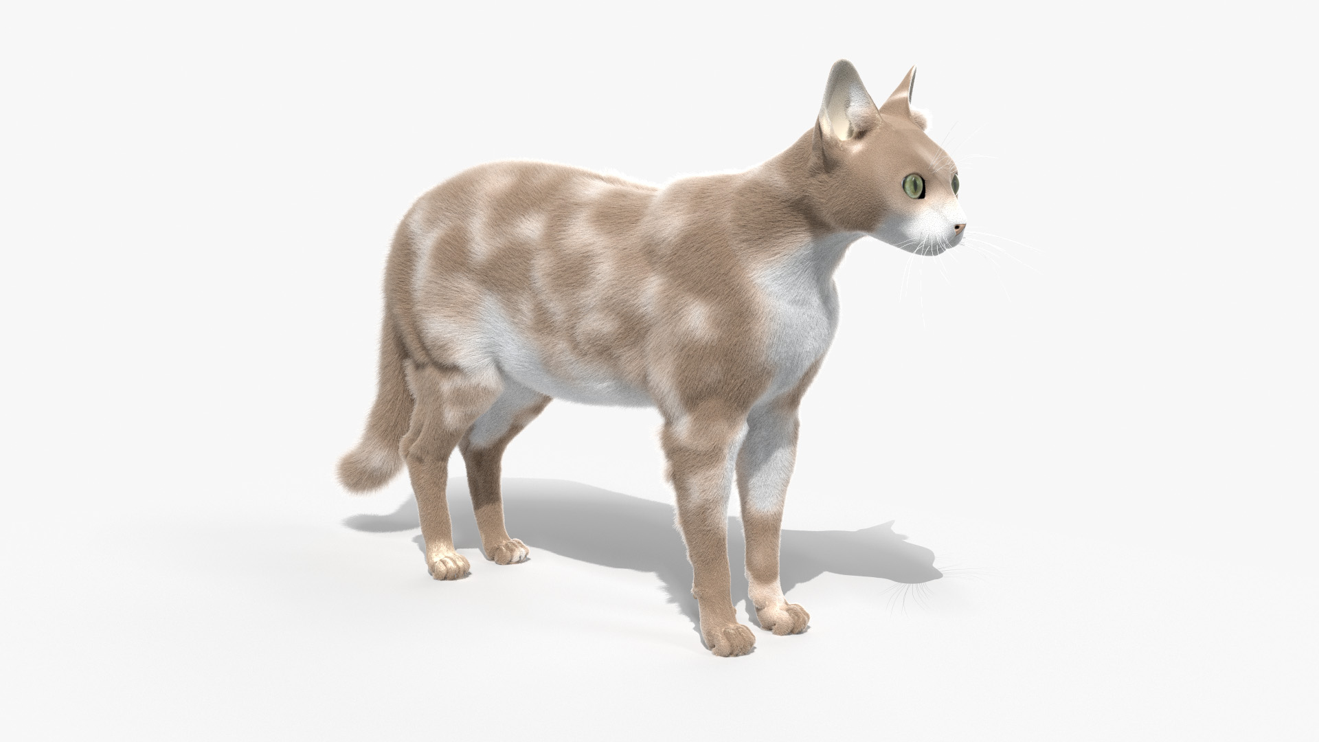 Full Cat Female Anatomy Static 3D - TurboSquid 1931813