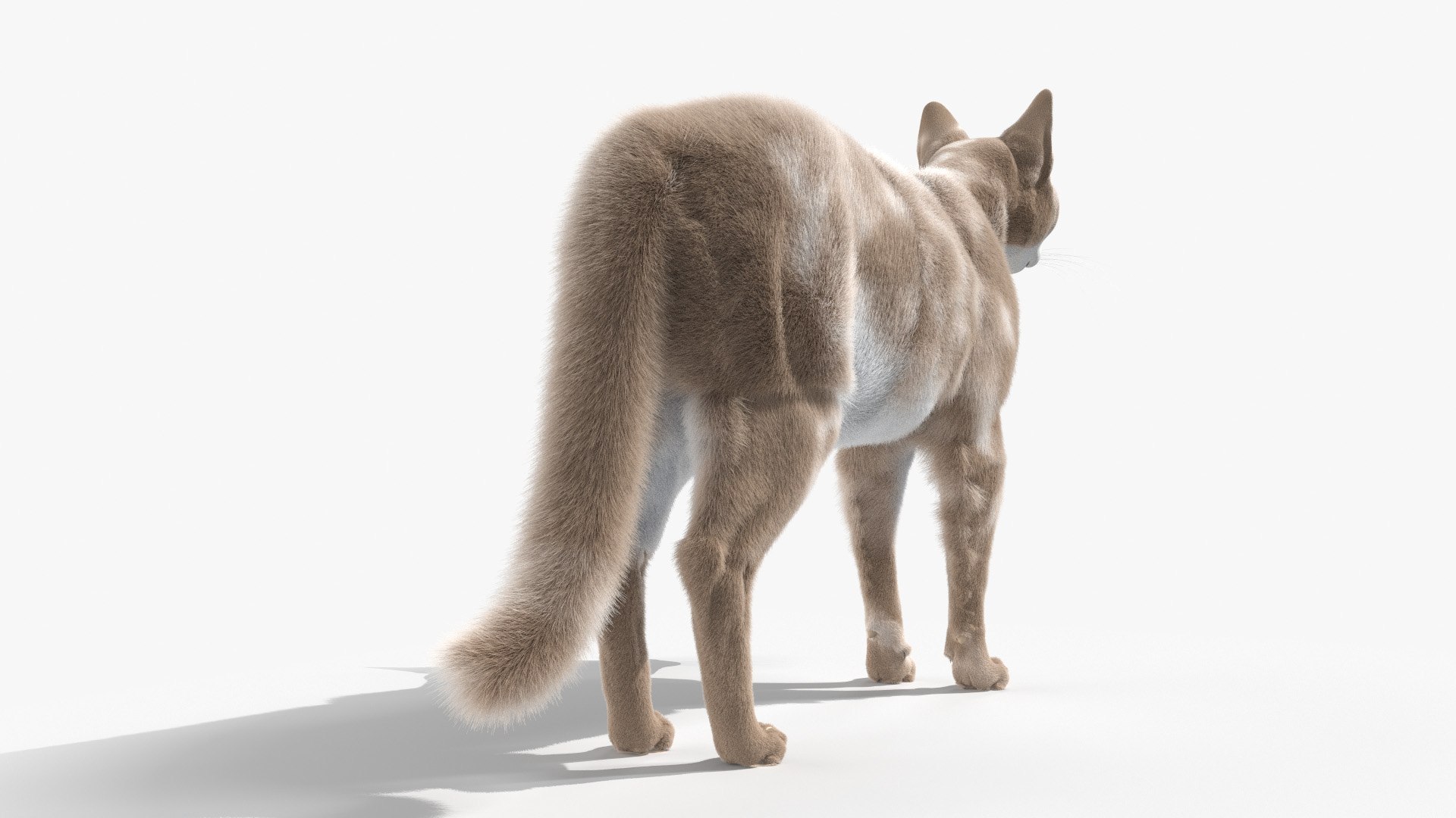 Full Cat Female Anatomy Static 3D - TurboSquid 1931813