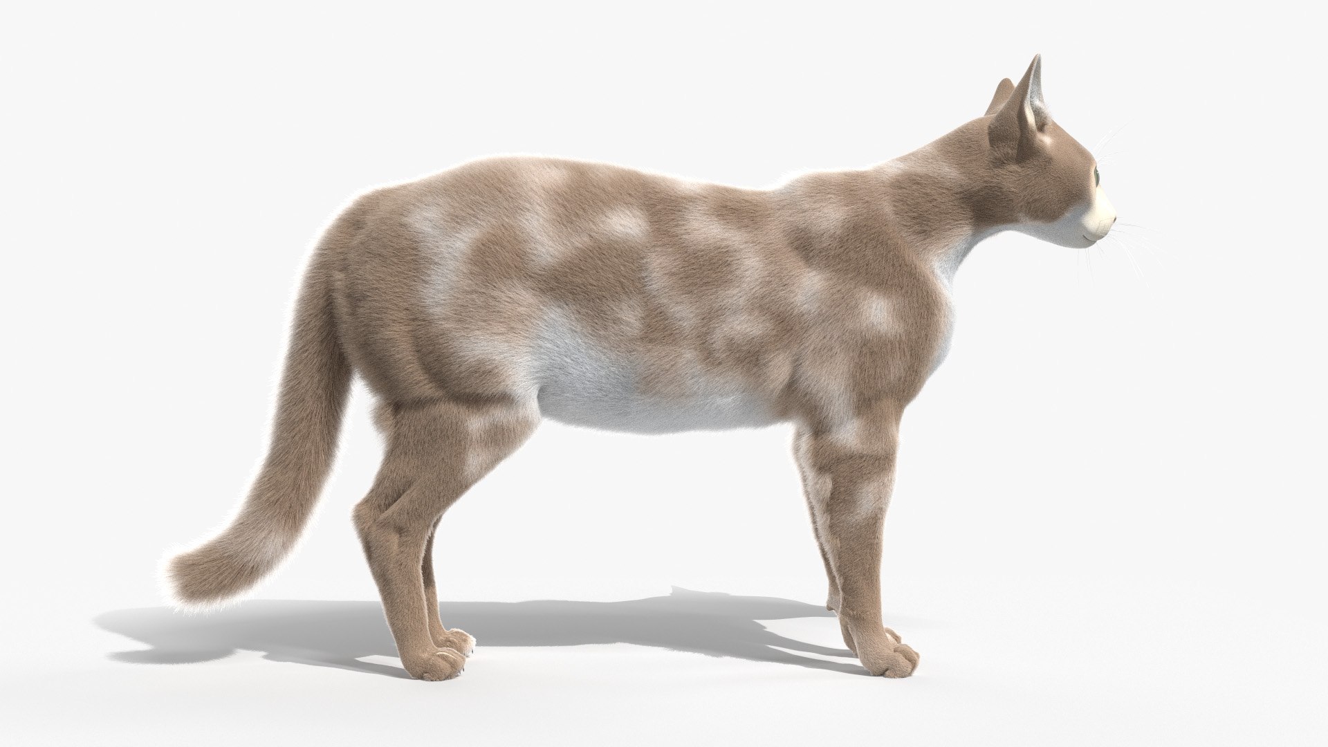 Full Cat Female Anatomy Static 3D - TurboSquid 1931813