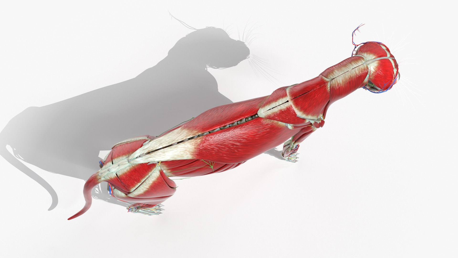 Full Cat Female Anatomy Static 3D - TurboSquid 1931813