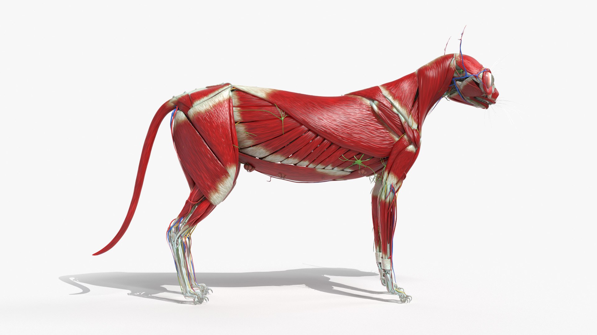 Full Cat Female Anatomy Static 3D - TurboSquid 1931813