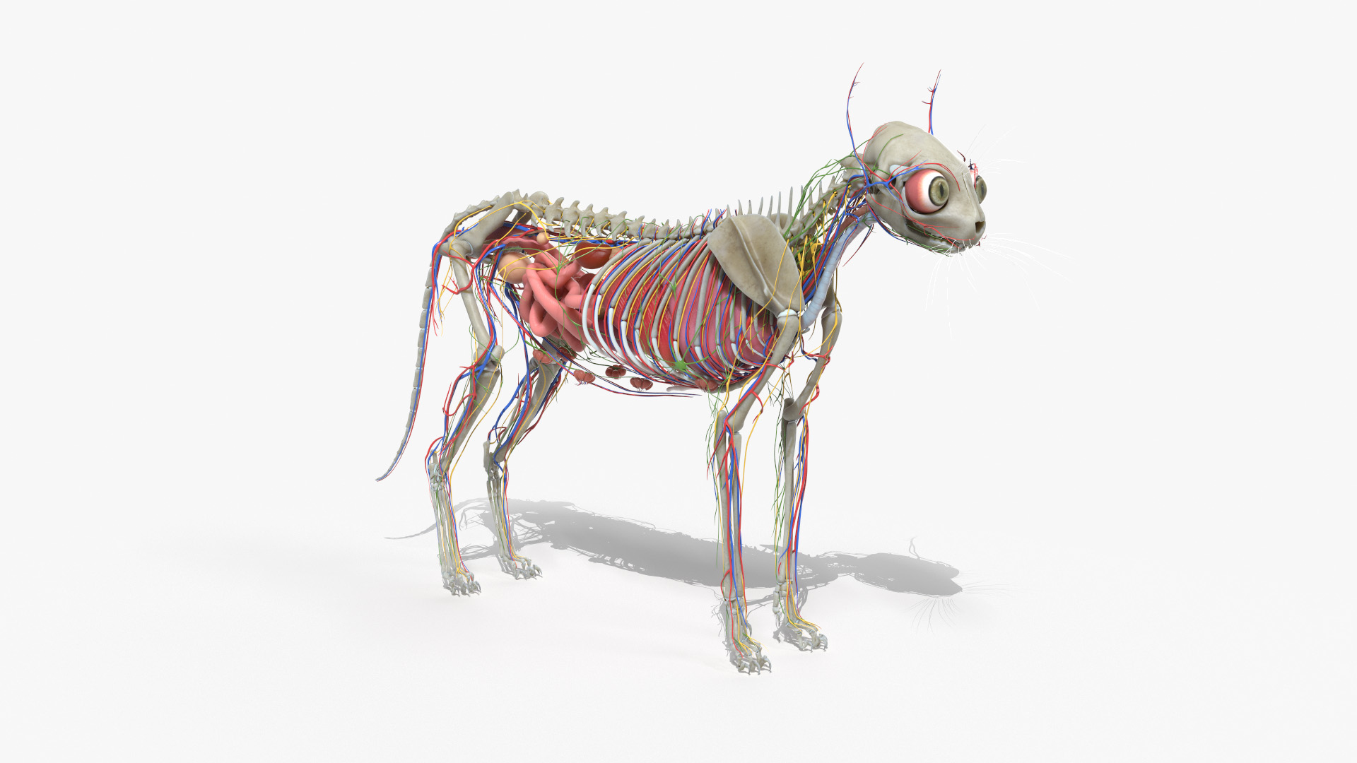 Full Cat Female Anatomy Static 3D - TurboSquid 1931813