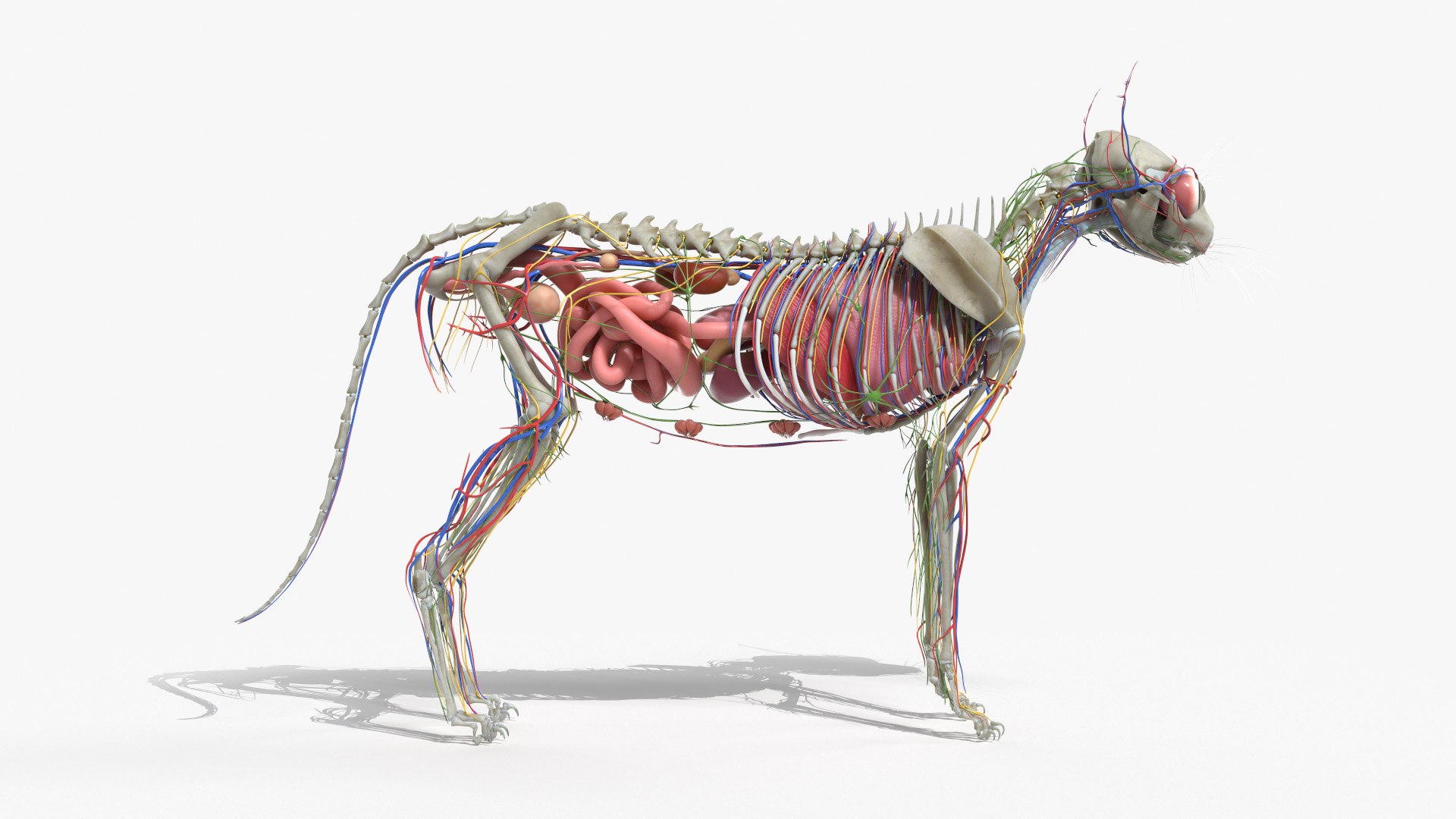 Full Cat Female Anatomy Static 3D - TurboSquid 1931813