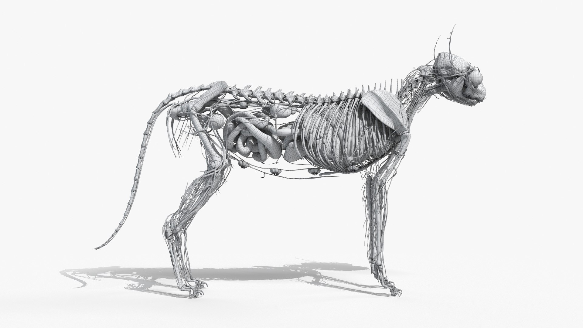 Full Cat Female Anatomy Static 3D - TurboSquid 1931813