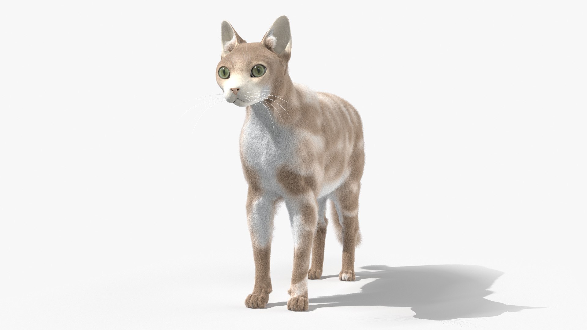 Full Cat Female Anatomy Static 3D - TurboSquid 1931813