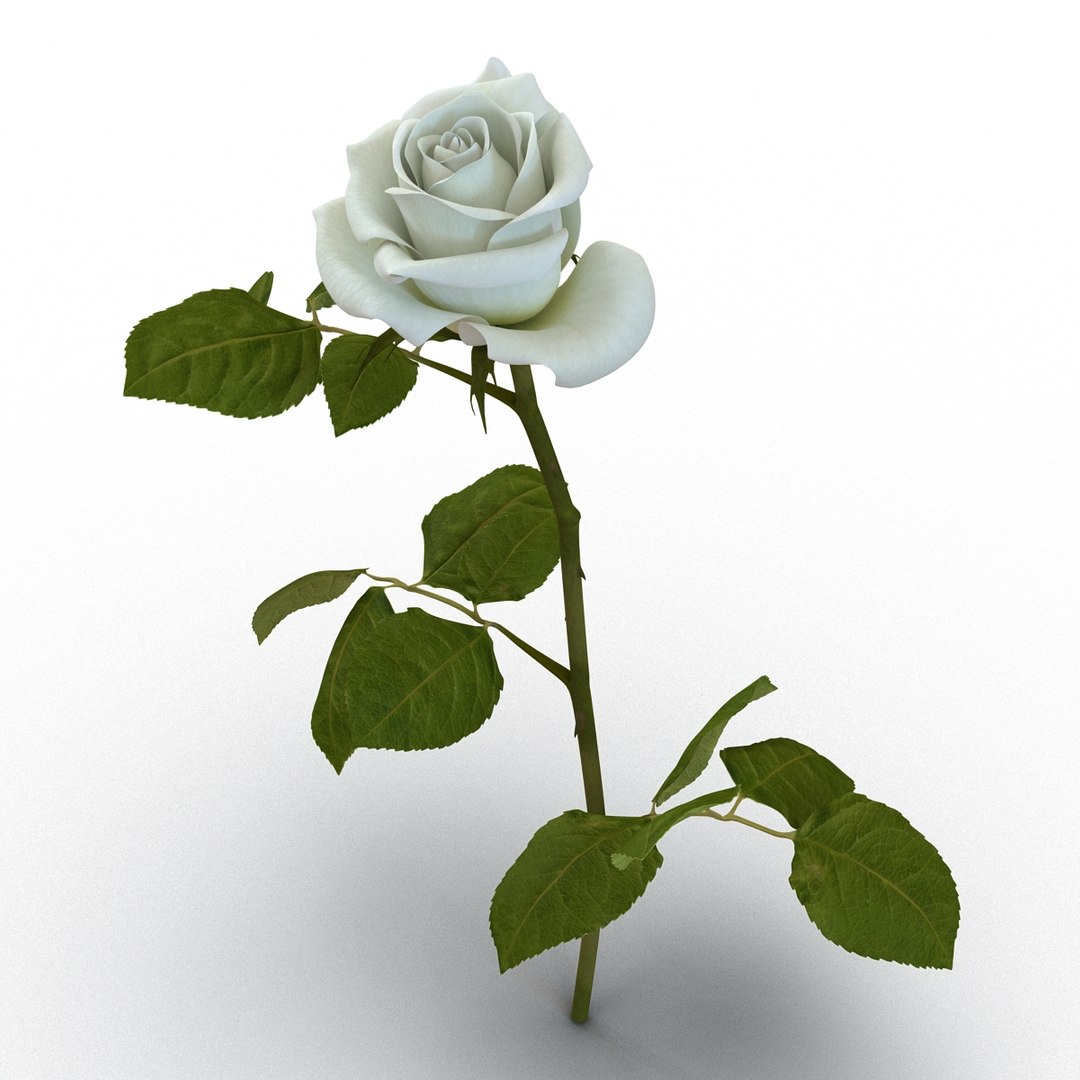 roses set 3d obj