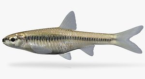 Notropis 3D Models for Download | TurboSquid