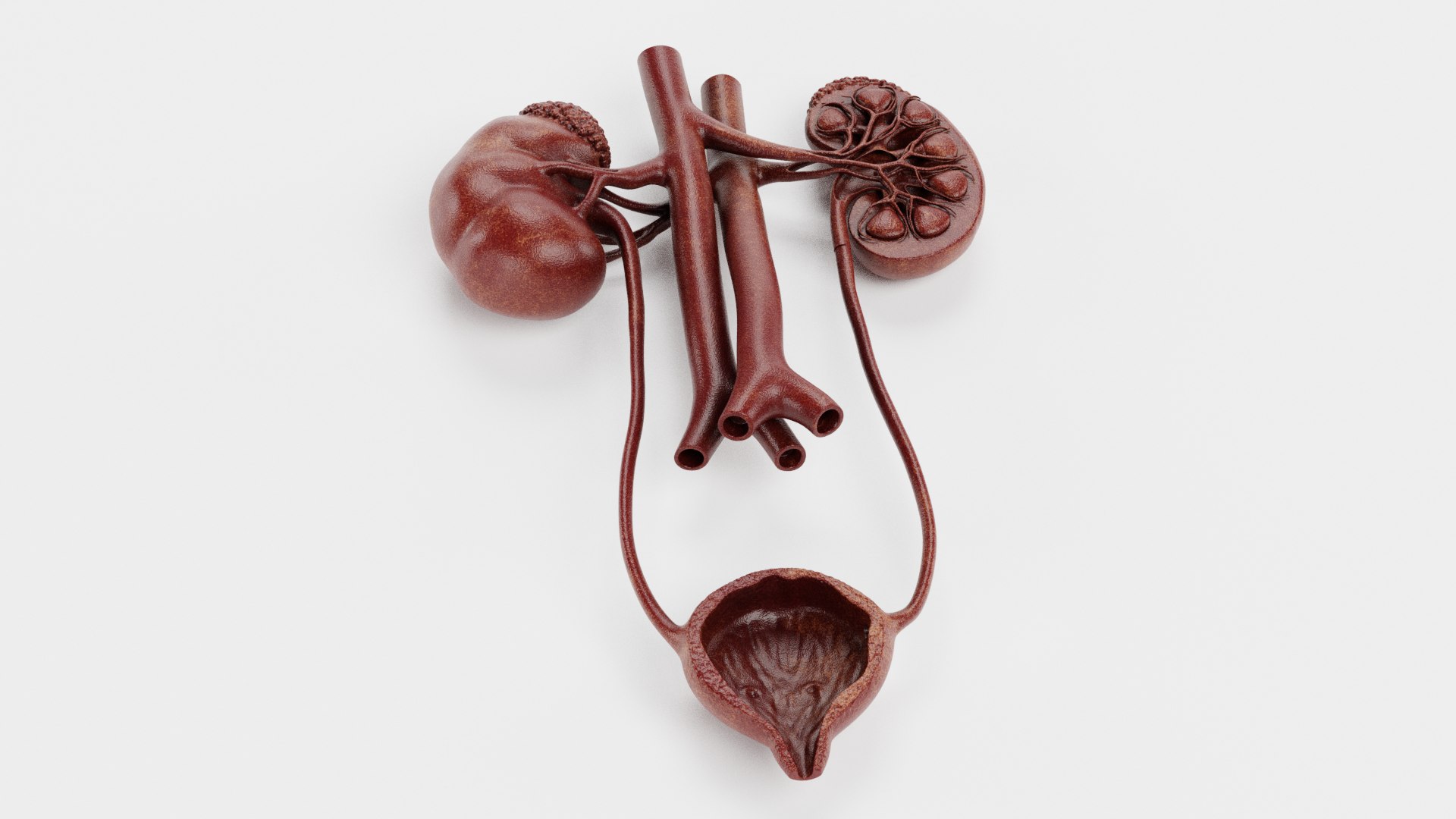 Urinary System Realistic 3D Model - TurboSquid 2179639