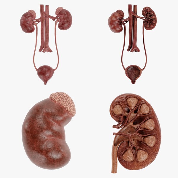 Bladder 3D Models for Download | TurboSquid
