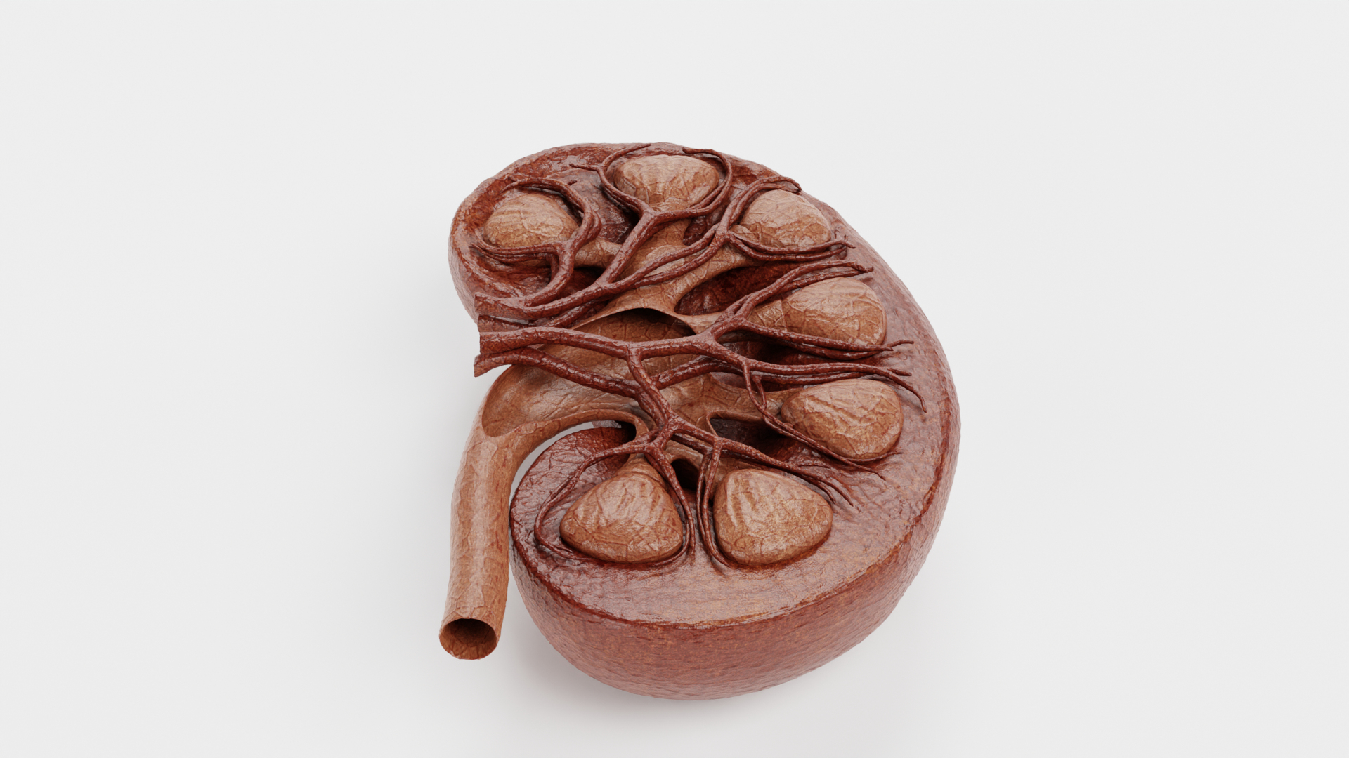 Urinary System Realistic 3D Model - TurboSquid 2179639