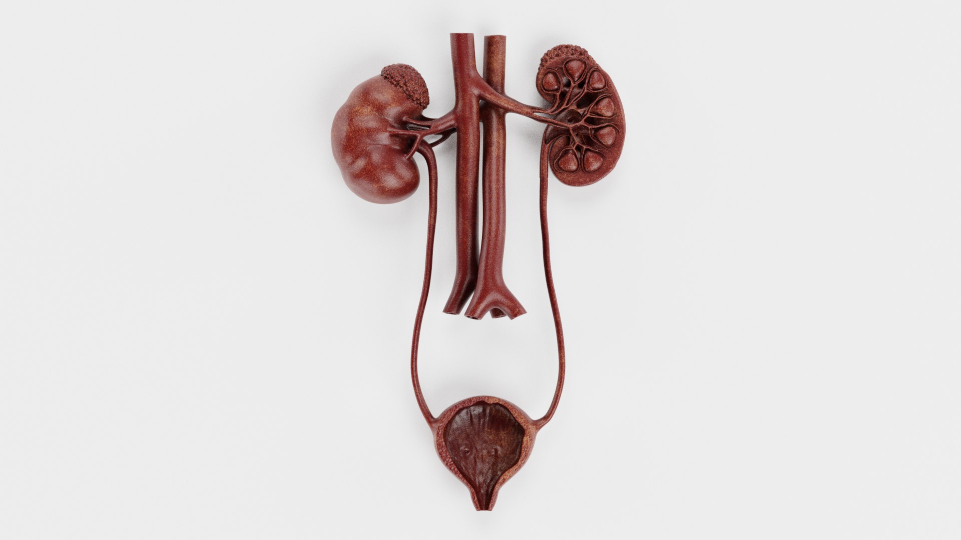 Urinary System Realistic 3D Model - TurboSquid 2179639