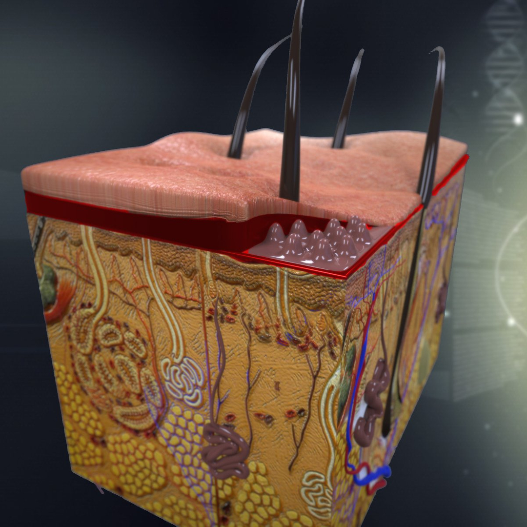 3d model human skin anatomy