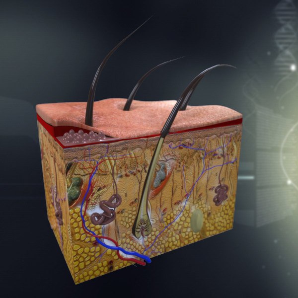 human scalp anatomy 3d 3ds