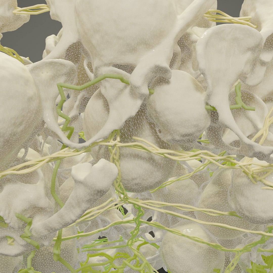 Letter b bones skeleton model - TurboSquid 1546040