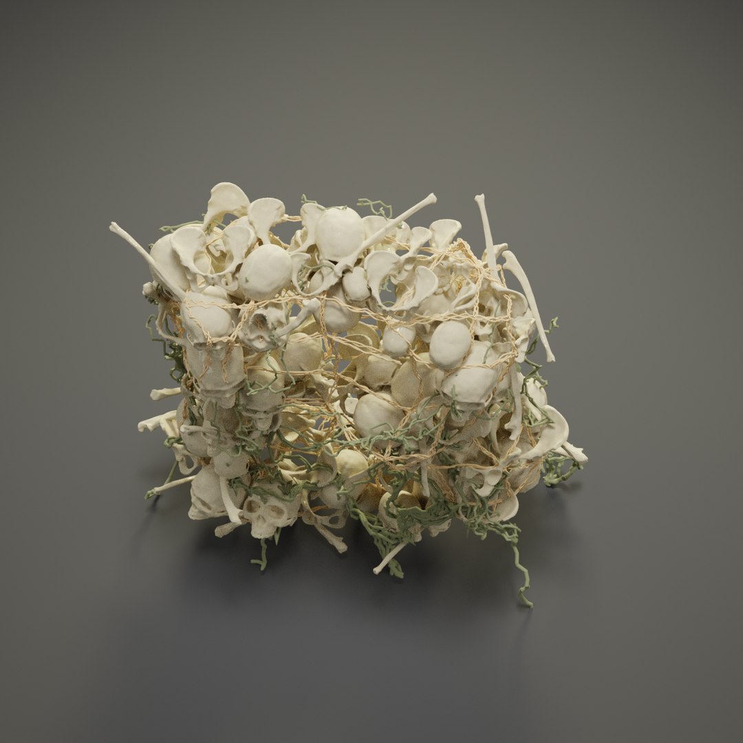 Letter b bones skeleton model - TurboSquid 1546040