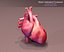 3d Heart Cycle Animation