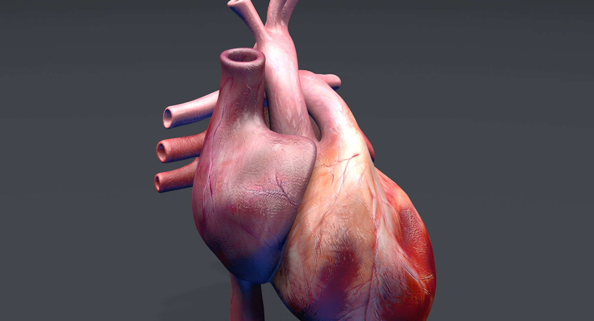 3d Heart Cycle Animation