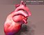 3d Heart Cycle Animation