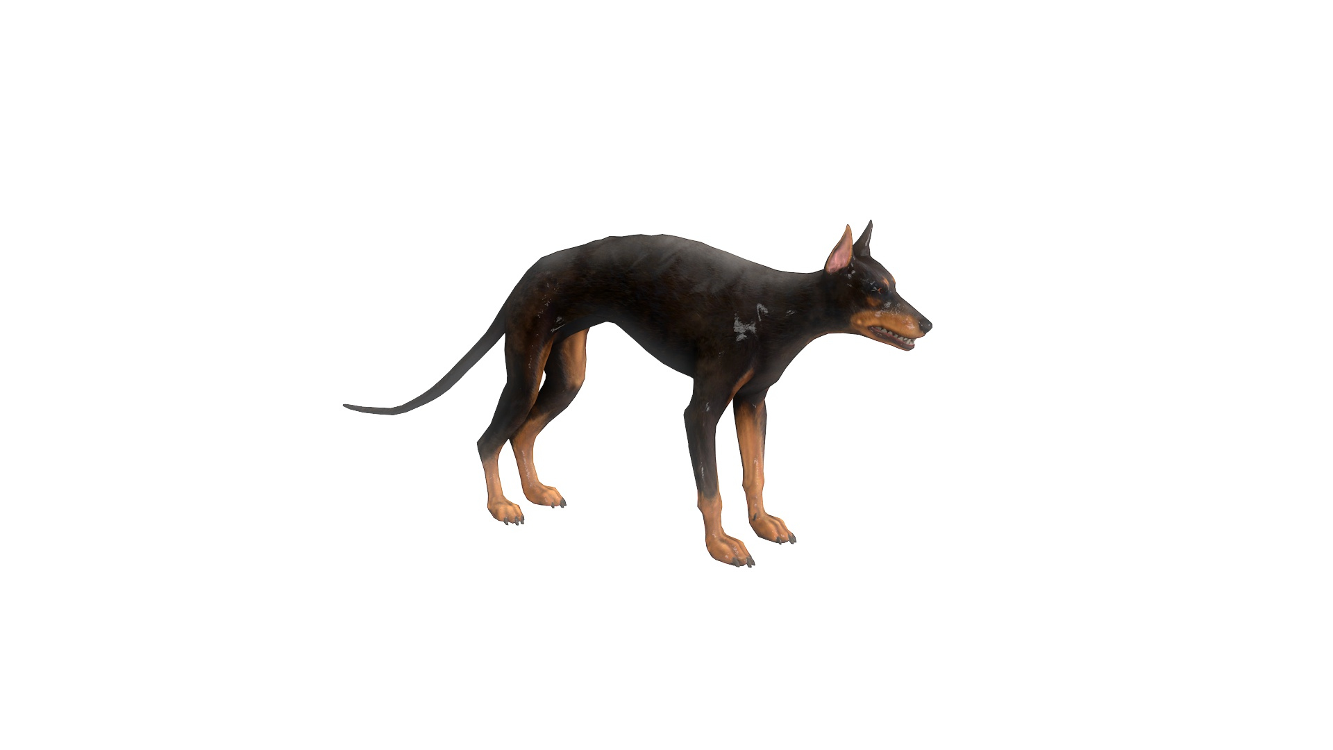 3D Dog - TurboSquid 2344988
