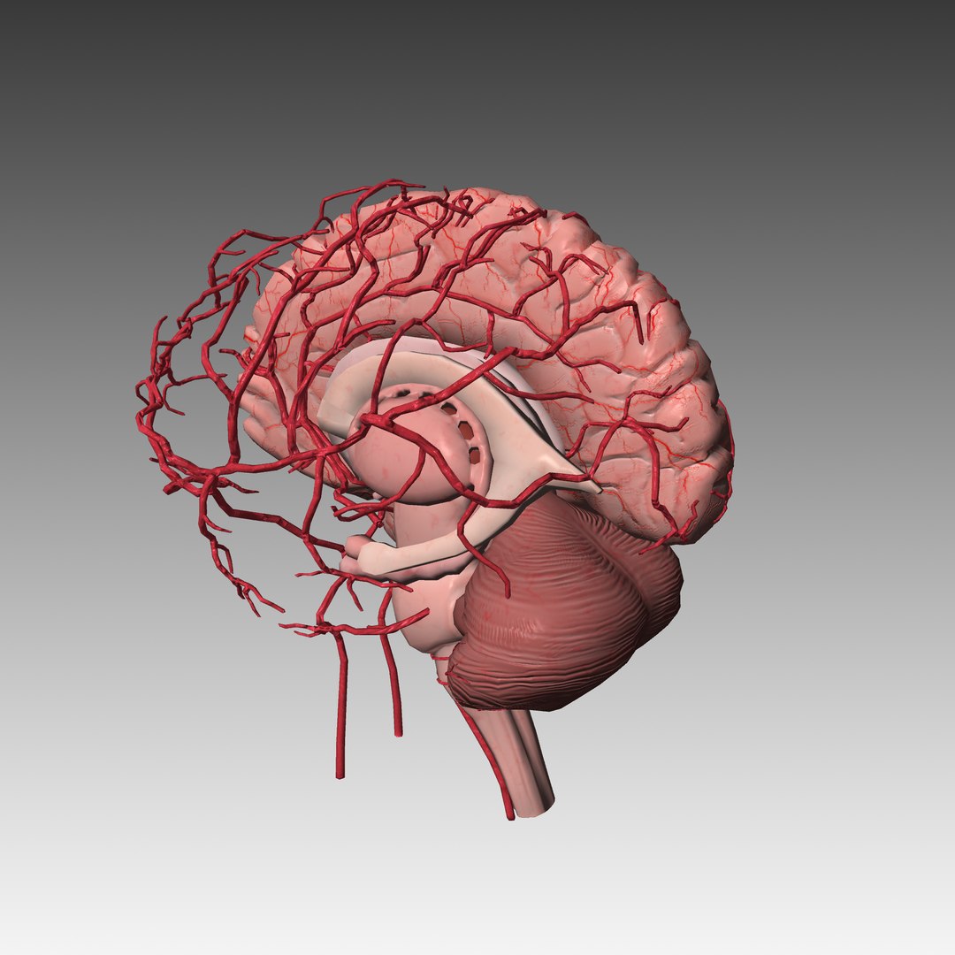 3d Model Human Brain