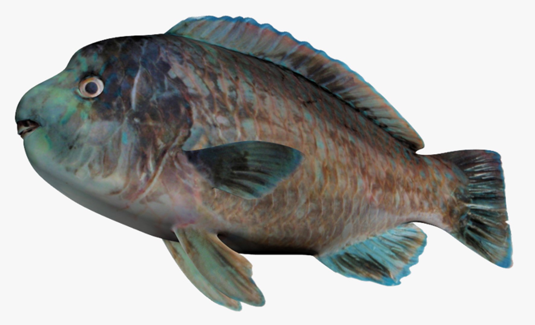 ma bumphead parrotfish scarus perrico