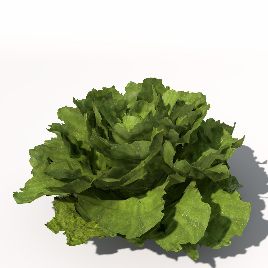 Lettuce Plant 3d Model