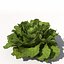 Lettuce Plant 3d Model