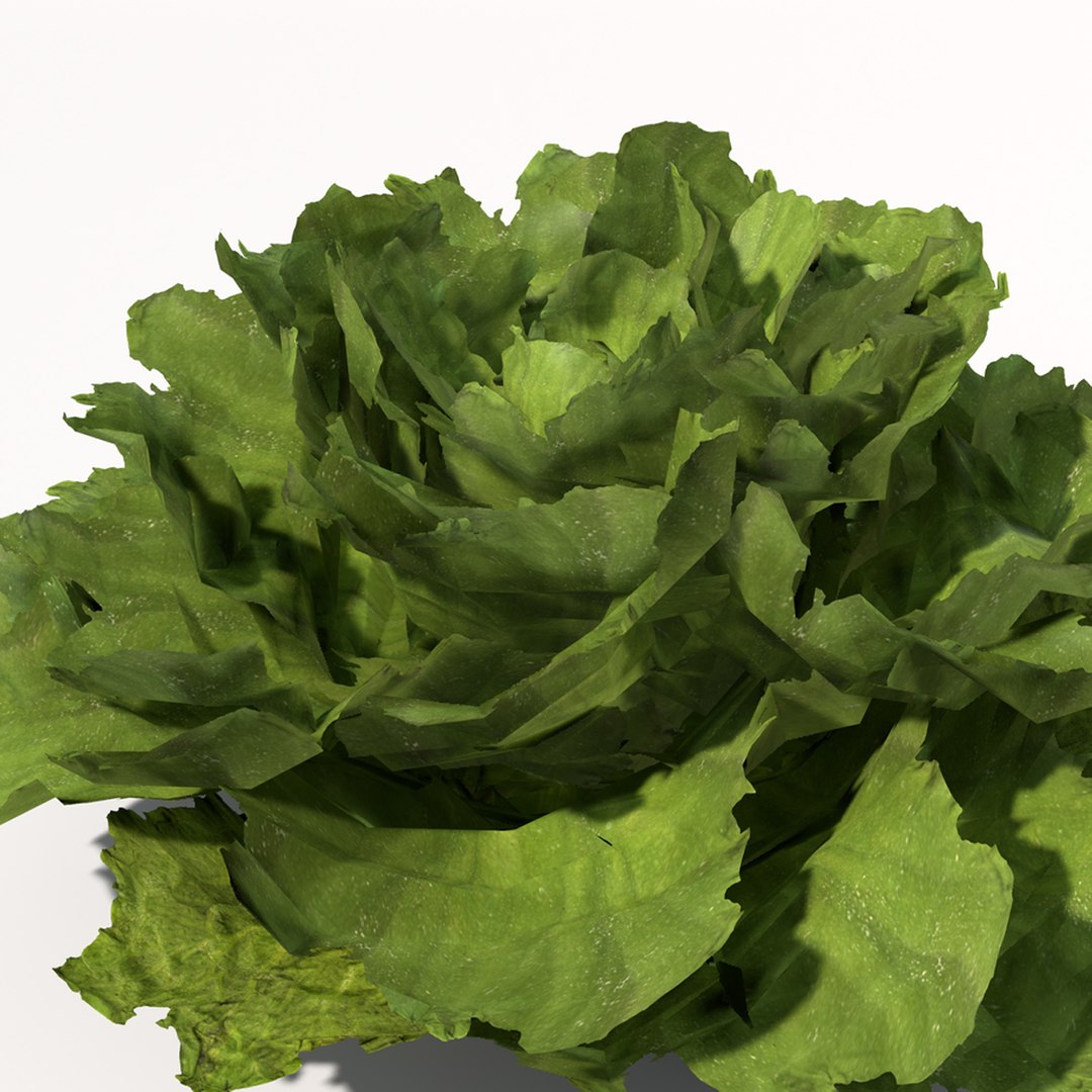 Lettuce Plant 3d Model
