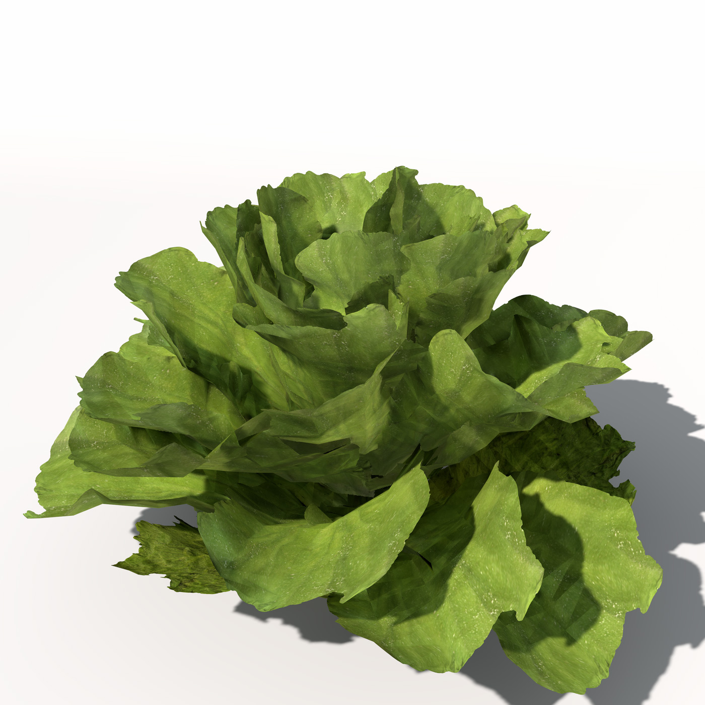 lettuce plant 3d model