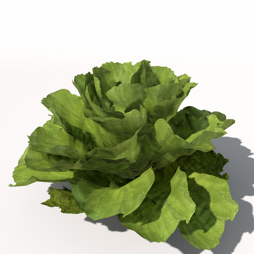Lettuce Plant 3d Model