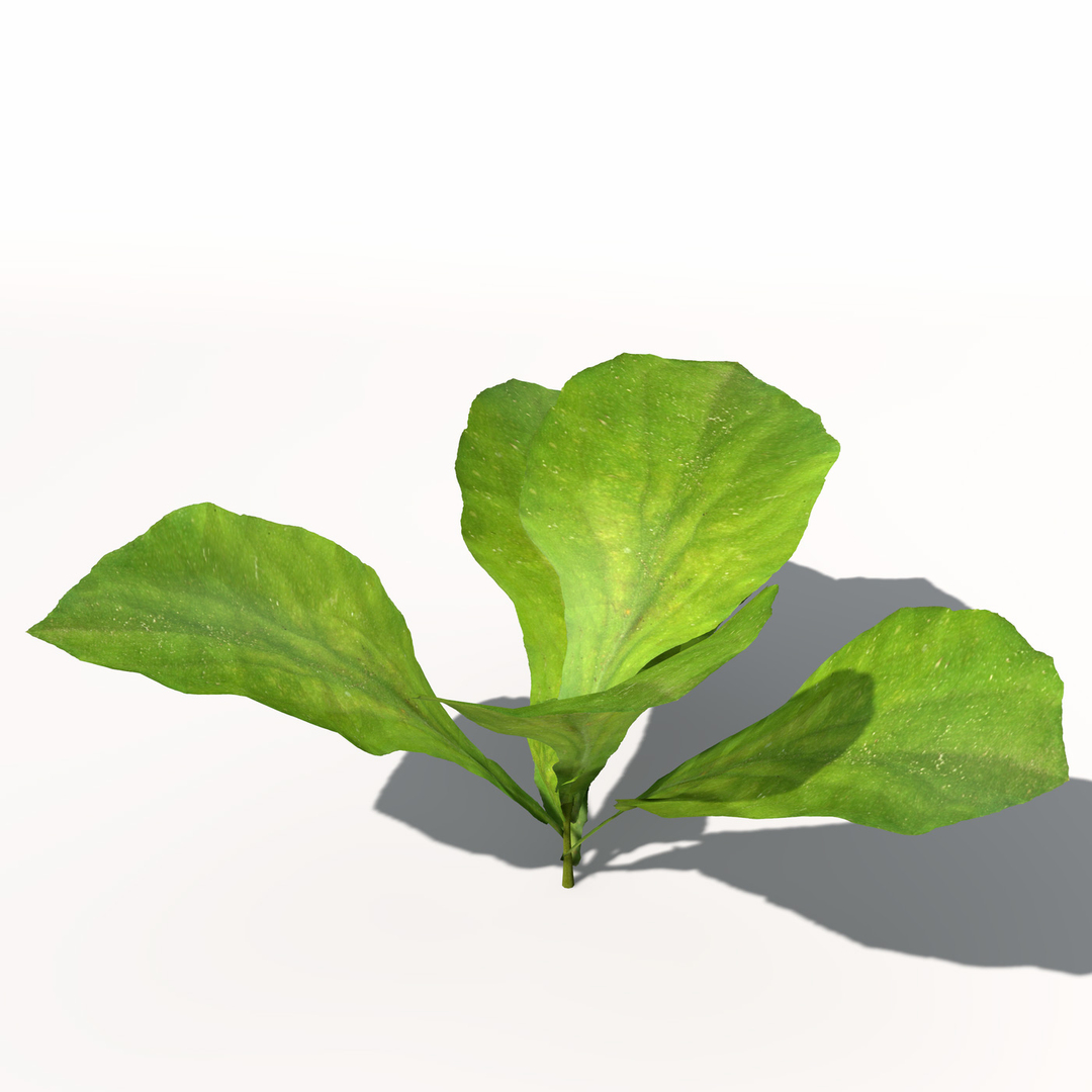 lettuce plant 3d model