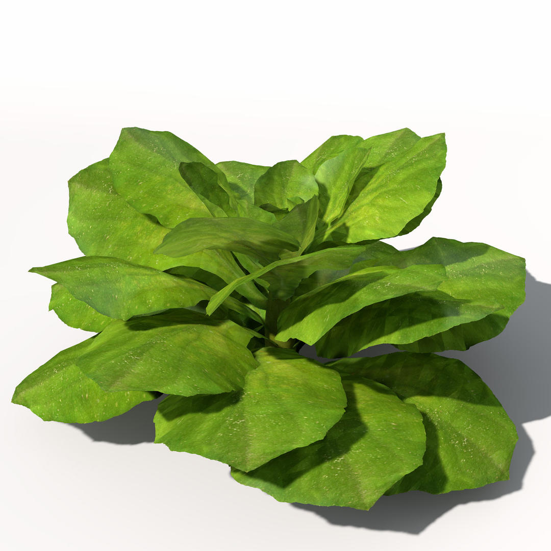 lettuce plant 3d model