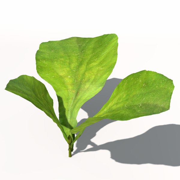 lettuce plant 3d model