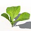 Lettuce Plant 3d Model