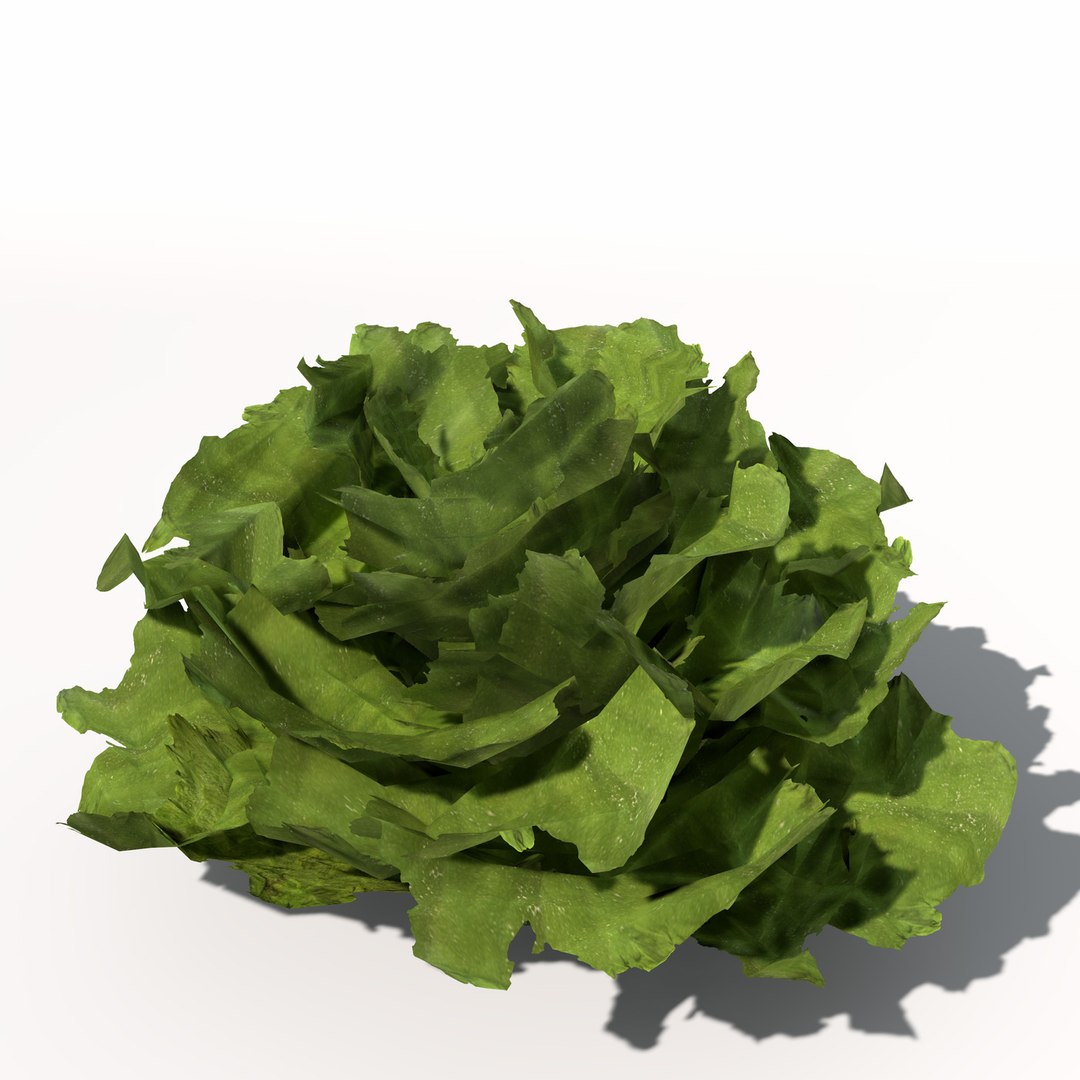 Lettuce Plant 3d Model
