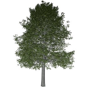 3D Shingle Oak Tree Collection - TurboSquid 2379097