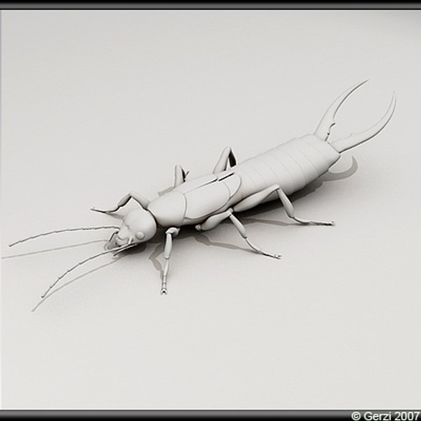 earwig forficula auricularia max