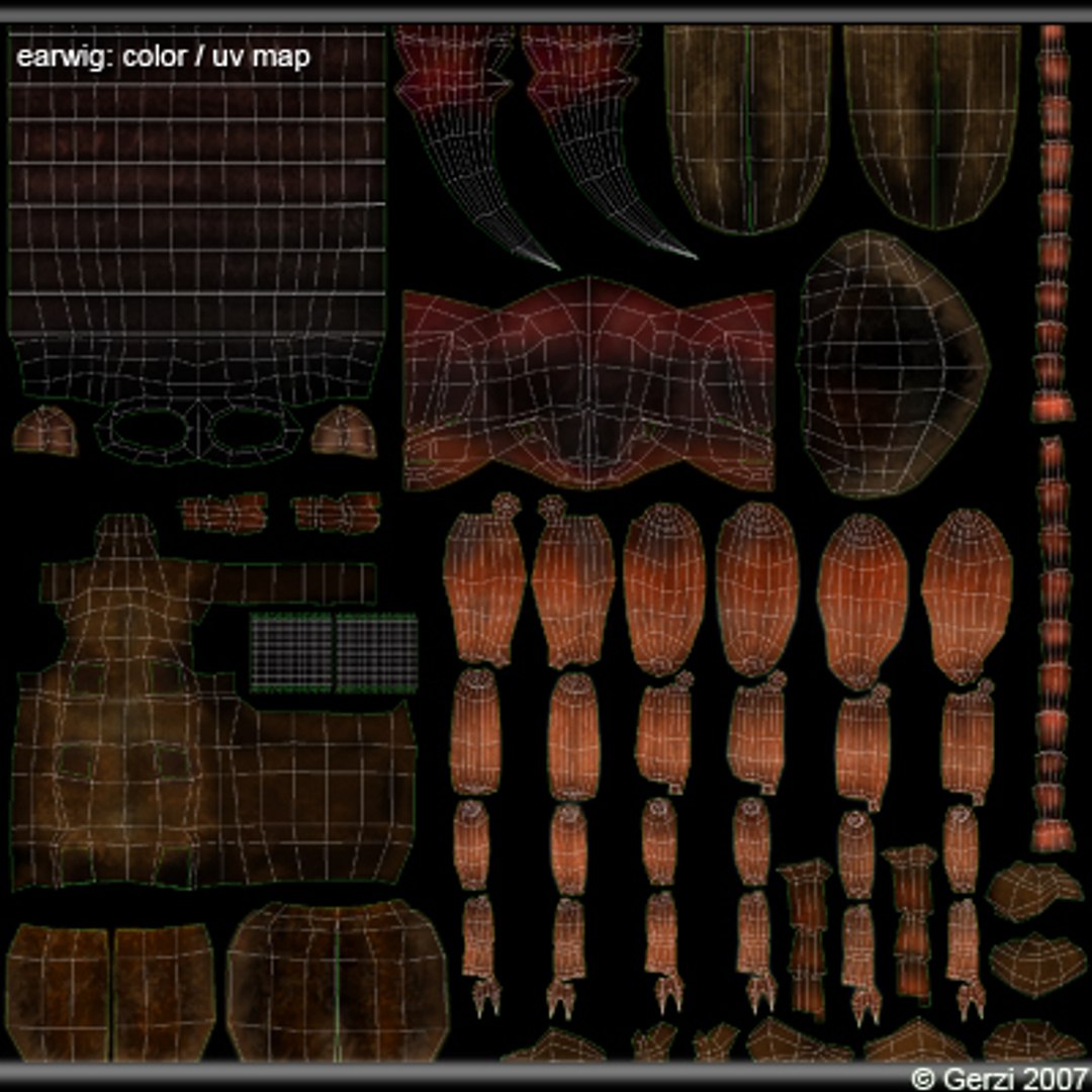 Earwig Forficula Auricularia Max